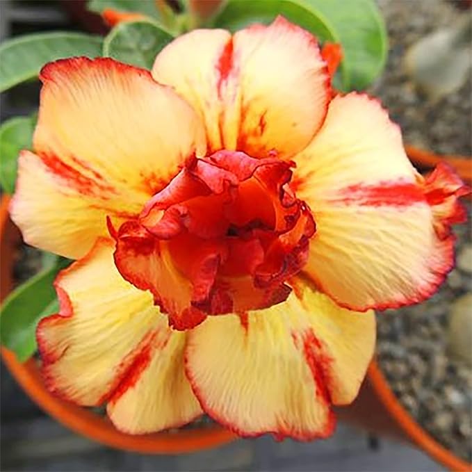 Orange Yellow Adenium Flower Seeds for Planting | Heirloom, Non-GMO ...