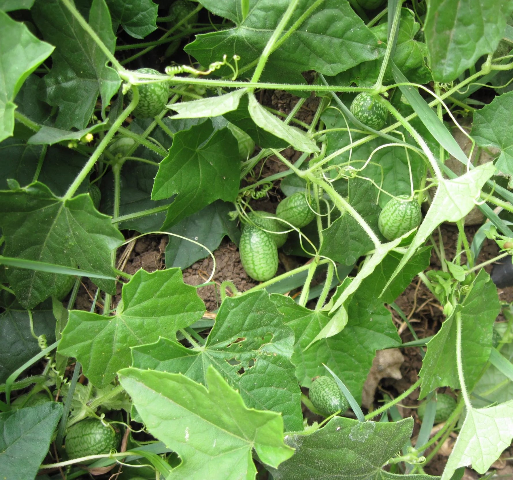 Melon Seeds - Mini Variety | Small, Sweet Melons – Dharaseeds