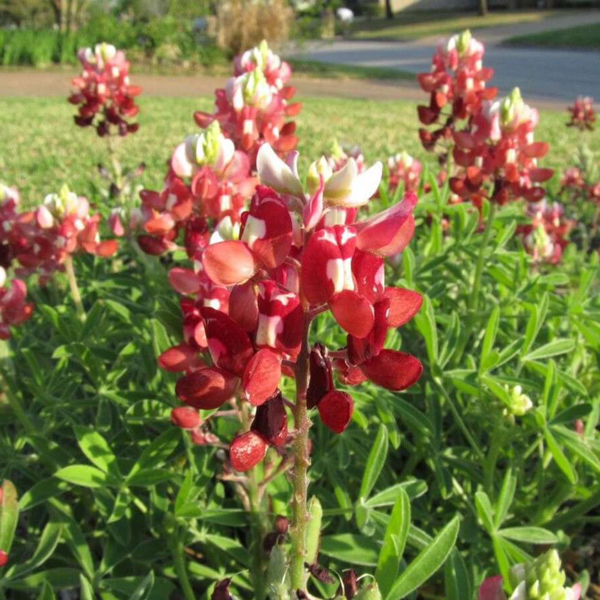 Red Texas Bluebonnet Seeds – Rare Flowering Variety – Dharaseeds