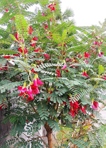 Buy Duabanga Grandiflora Orchid Tree Seeds - Plant Now! – Dharaseeds
