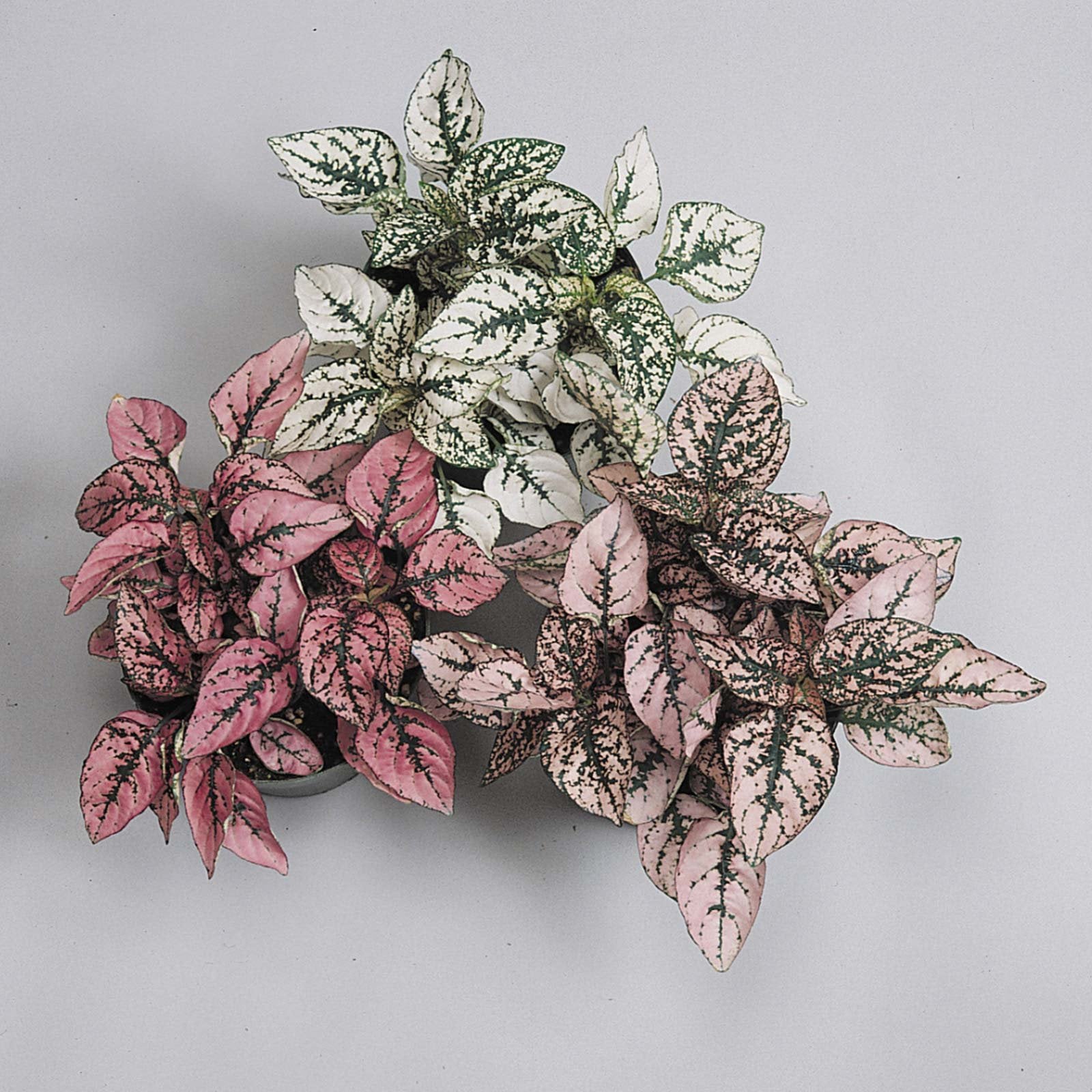 Pink Hypoestes Seeds – Splash Color Indoors – Dharaseeds