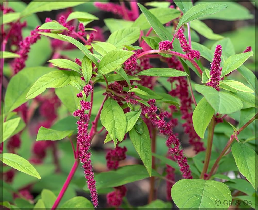 Amaranthus Love Lies Bleeding Red Seeds - Bulk Colorful Flowers ...