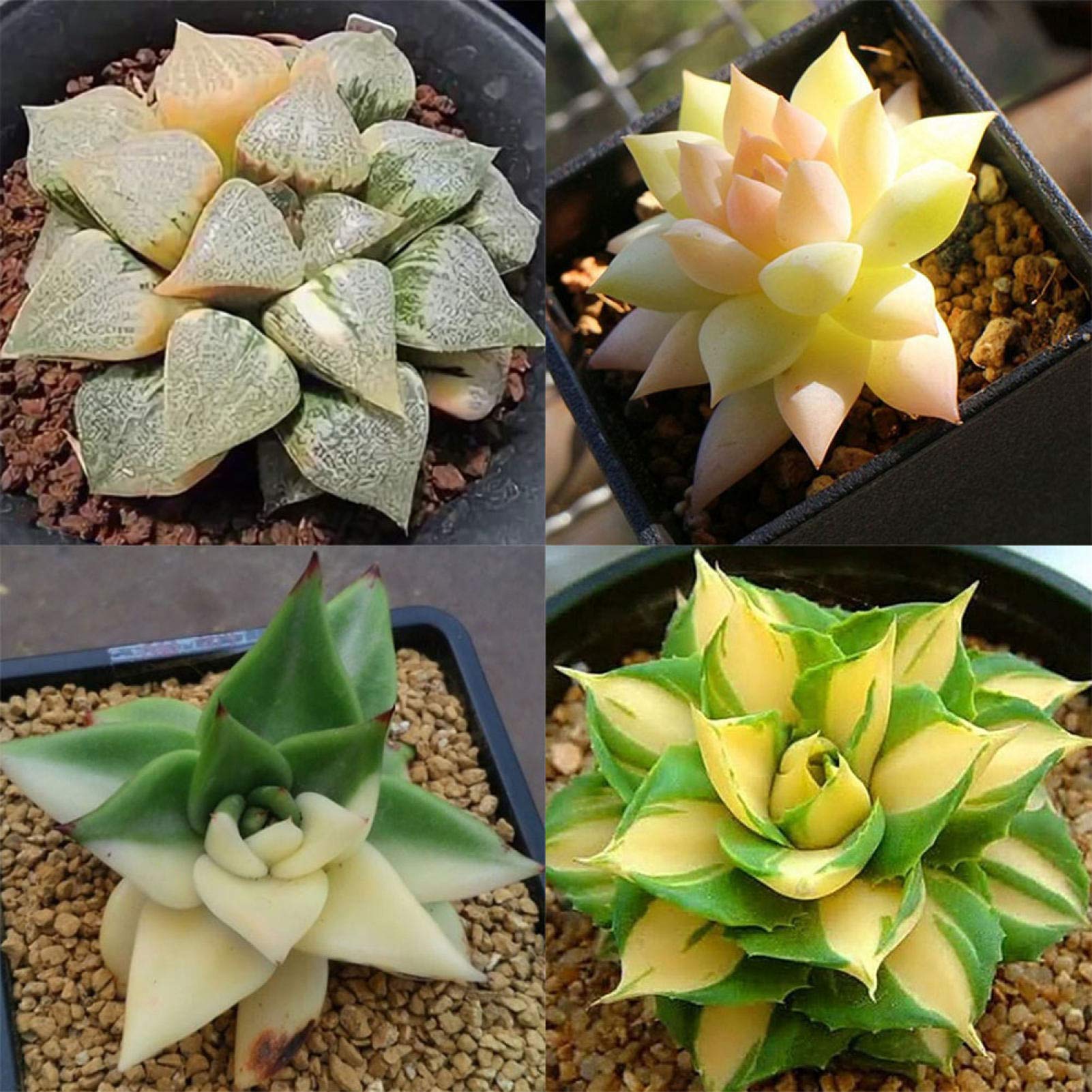 Bonsai Agave Flower & Rare Succulent Seeds - Shop Now – Dharaseeds
