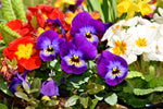 Double Pansy Seeds – Frilly Blooms for Flower Beds – Dharaseeds
