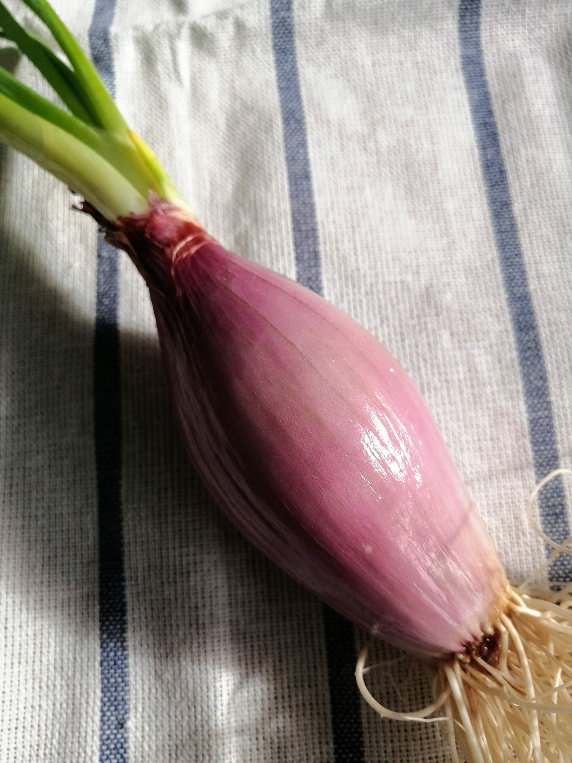 Italian Red Torpedo Onion Seeds – Heirloom Tropea Variety – Dharaseeds