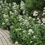 White Jupiter’s Beard Perennial Seeds – Dharaseeds