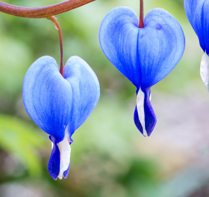 Heirloom Non-GMO Blue Bleeding Heart Flower Seeds for Unique Garden ...