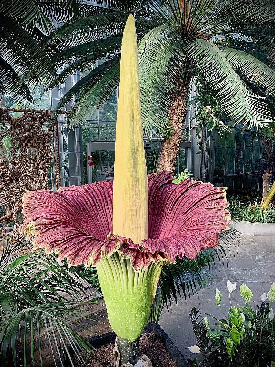 Corpse Flower Seeds – Amorphophallus titanum for Botanical Gardens ...