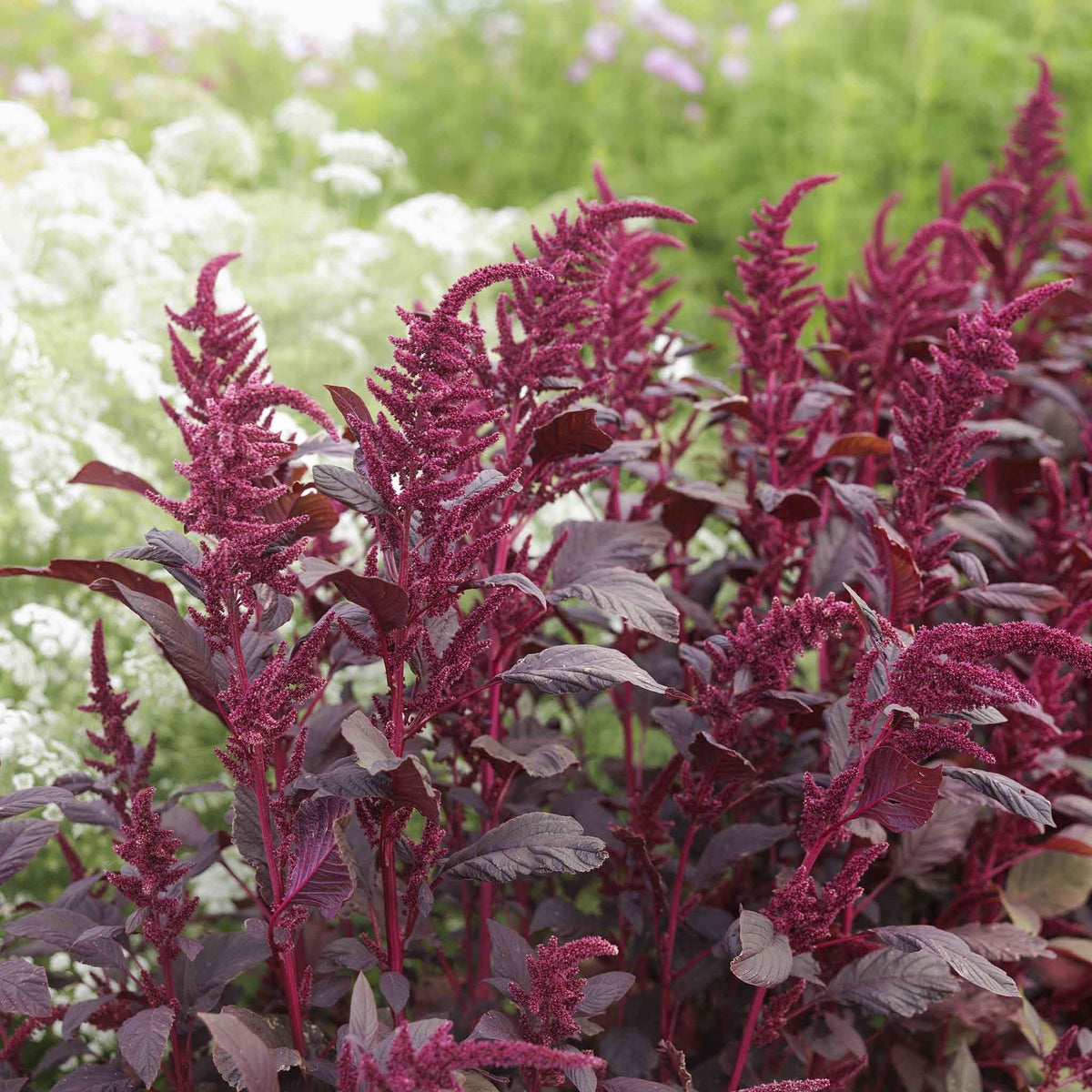 Red Garnet Amaranth Seeds – Amaranthus Tricolor, Vegetable Garden ...