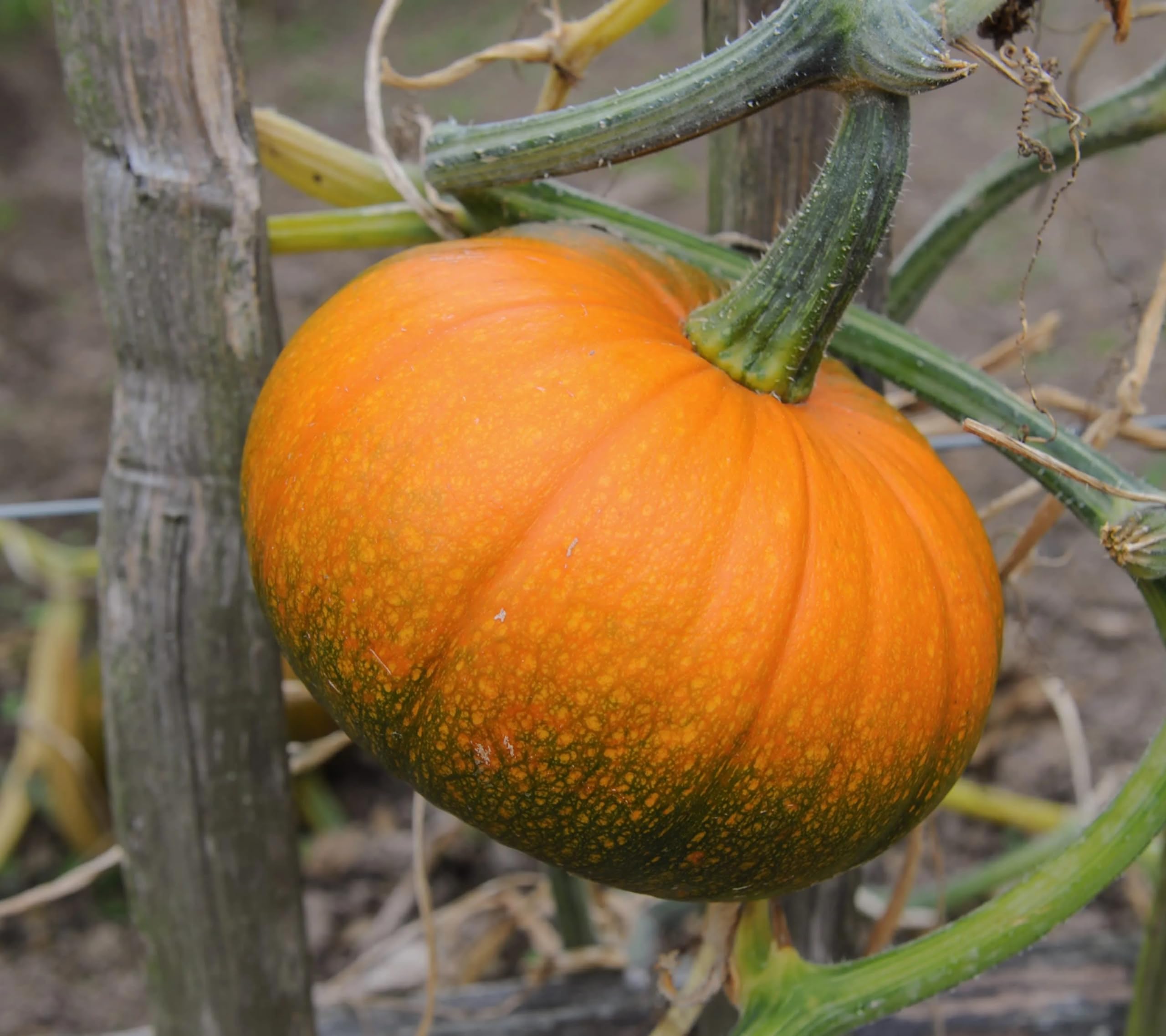 Mooregold Pumpkin Cucurbita Seeds Organic Grow – Dharaseeds