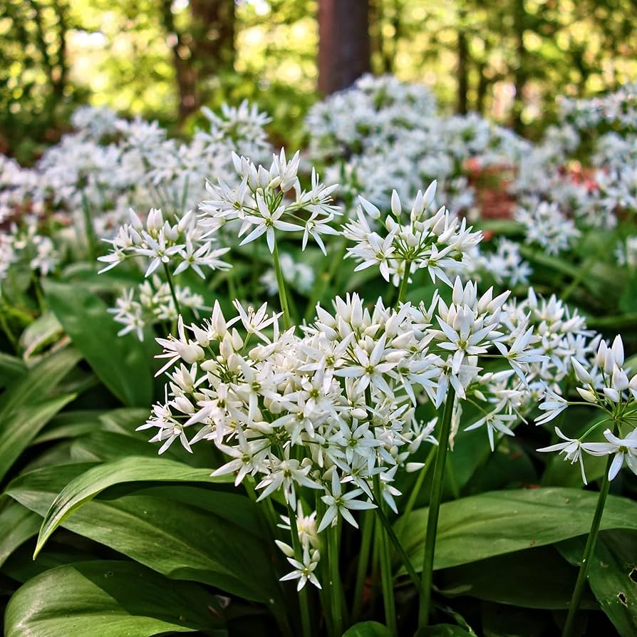 Wild Leek Seeds – Native Allium for Shaded Areas – Dharaseeds