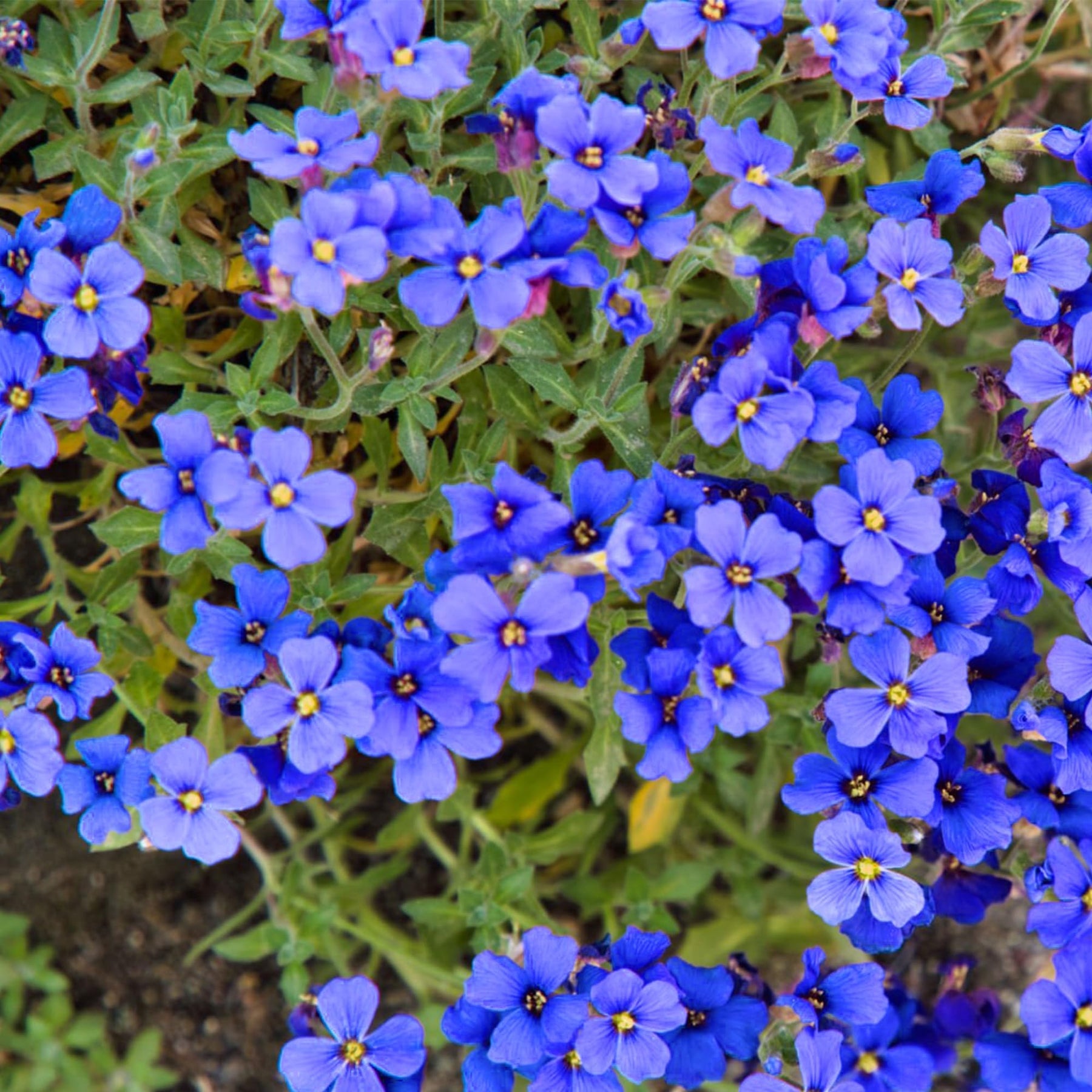 Heirloom Non-GMO Blue Cress Cascade Flower Seeds – Trailing Blooms for ...