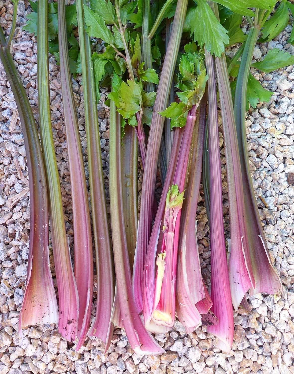 Pink Plume Celery Vegetable Seeds for Planting - Dharaseeds