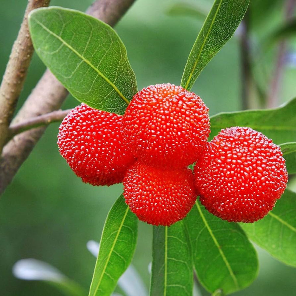 Yellow Red Bayberry Fruit Seeds for Planting - Growing Aromatic Fruits ...