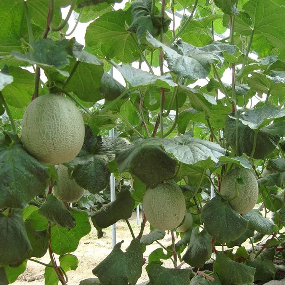 Hami Melon Seeds – Sweet Melons for Urban Gardens – Dharaseeds