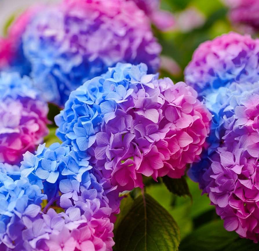 Hydrangea Seeds - Multi-Color Variety for Colorful Bonsai and ...