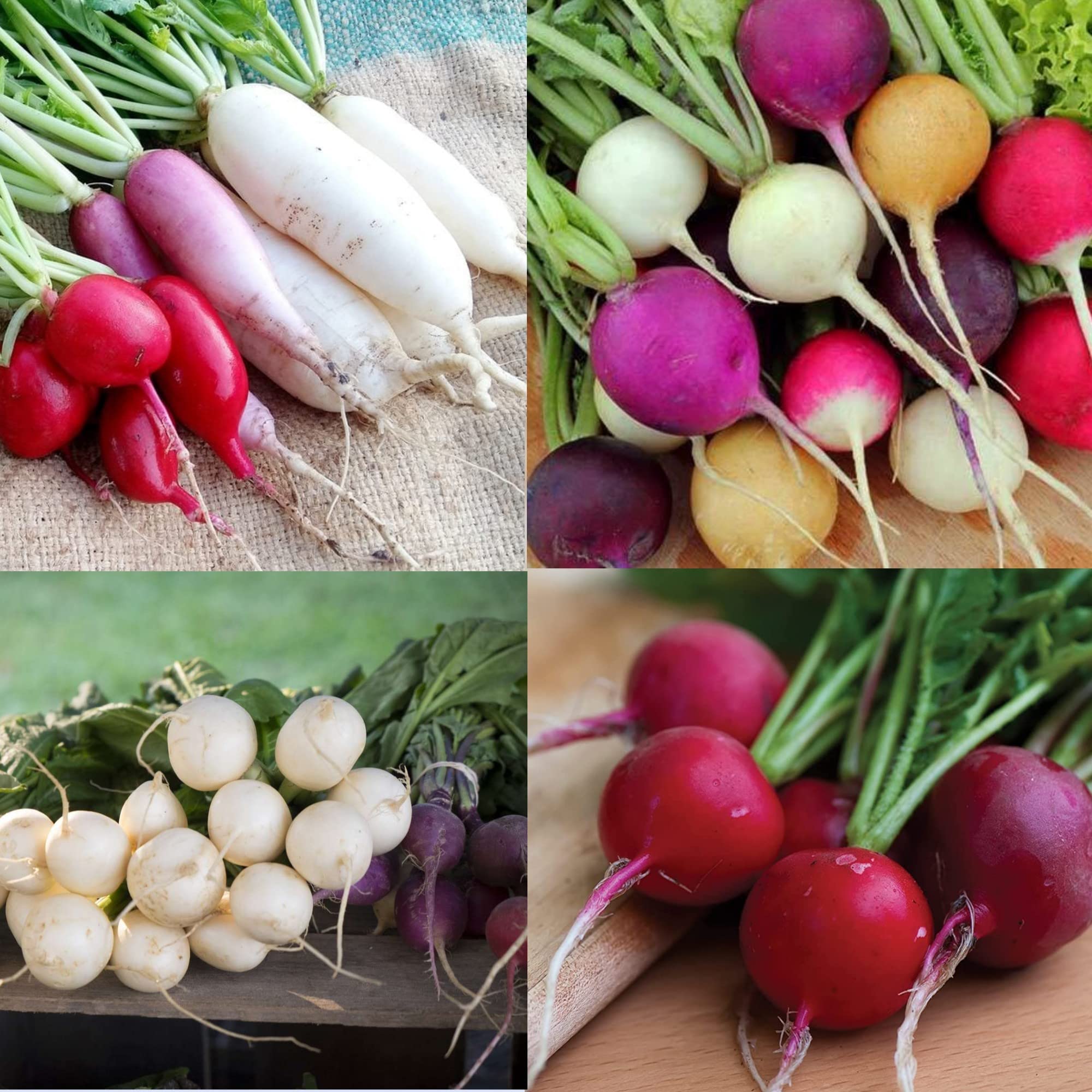 Multi-Colour Radish Seeds for Home Garden – Buy Now – Dharaseeds
