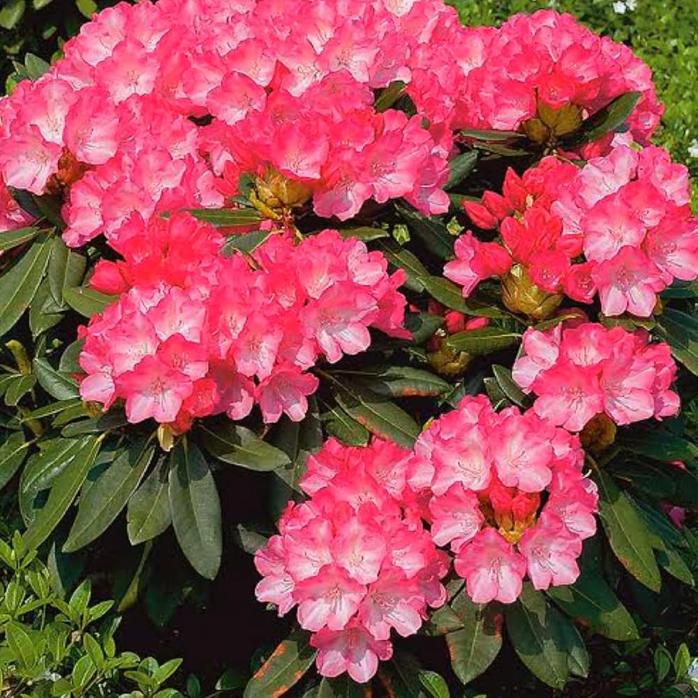 Rare 12 Varieties Azalea Seeds DIY Garden - Shop Now – Dharaseeds