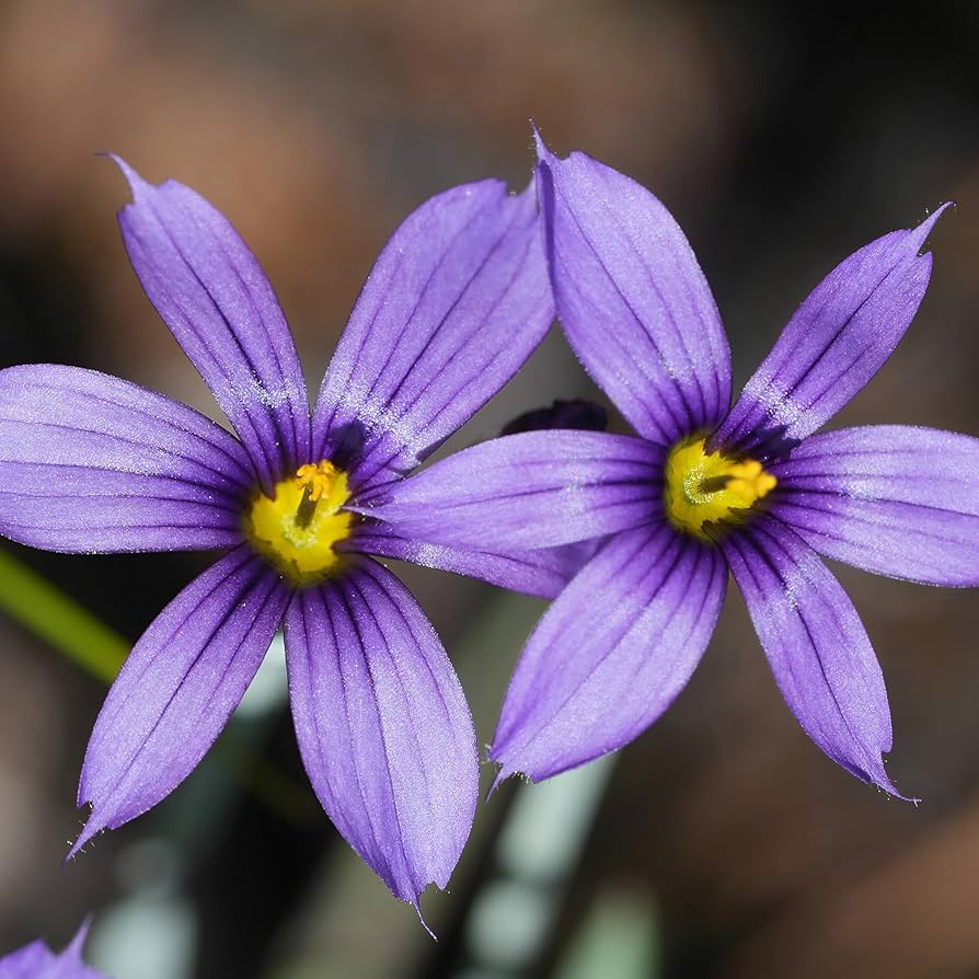 Sisyrinchium Bellum Seeds – Native Grass Blooms – Dharaseeds