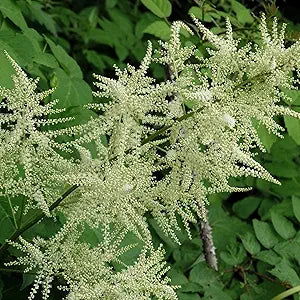 Aruncus Dioicus Seeds for Your Garden – Dharaseeds