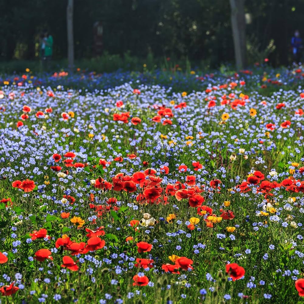 Midwestern Wildflower Mix Flower Seeds – Various Wildflower Species ...