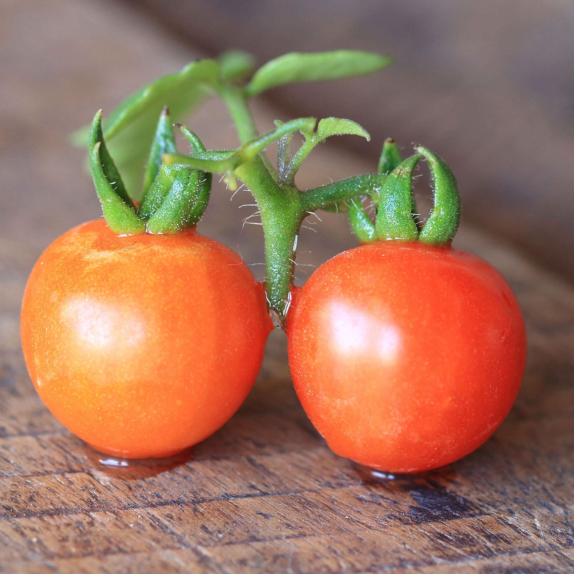 Baxter Early Bush Tomato Solanum lycopersicum vegetable seeds for early ...