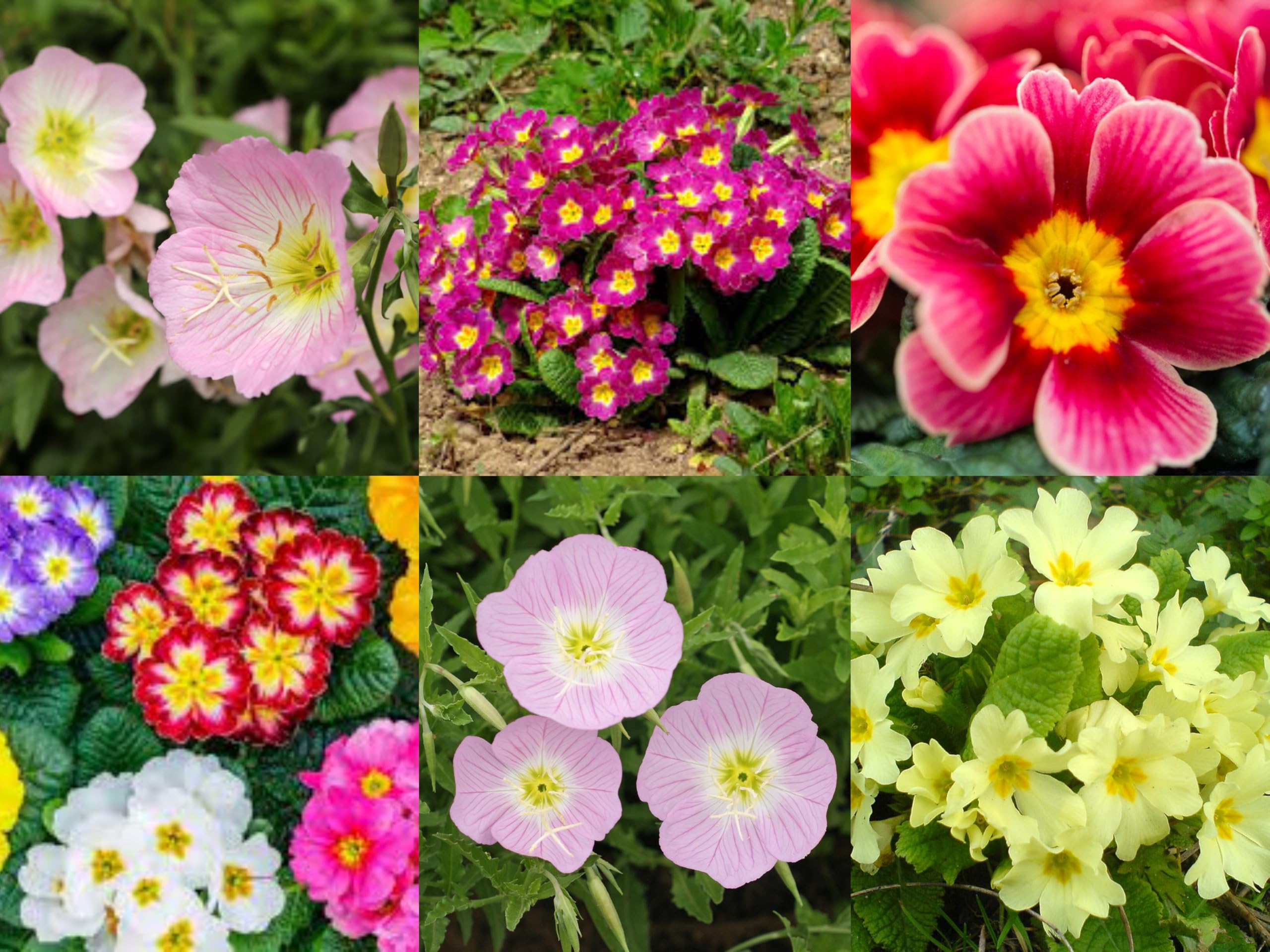 Primrose Seeds – Primula vulgaris ‘Mini’ for Home Gardens & Shaded ...