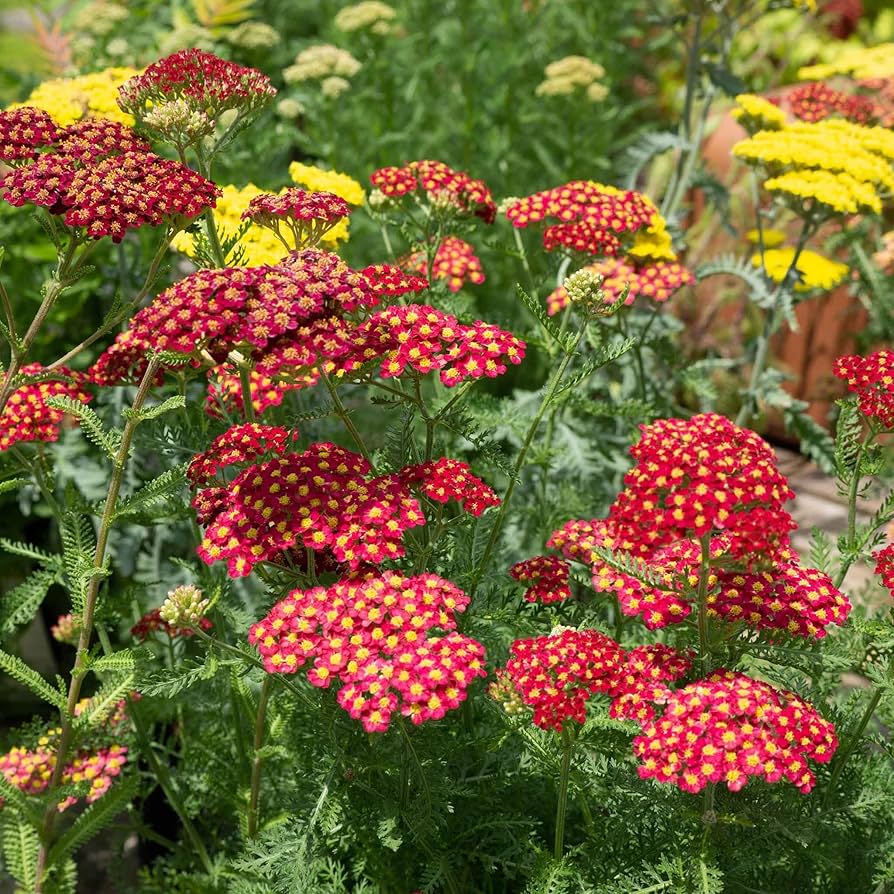 Red Yarrow Seeds – Heirloom Pollinator Plant – Dharaseeds