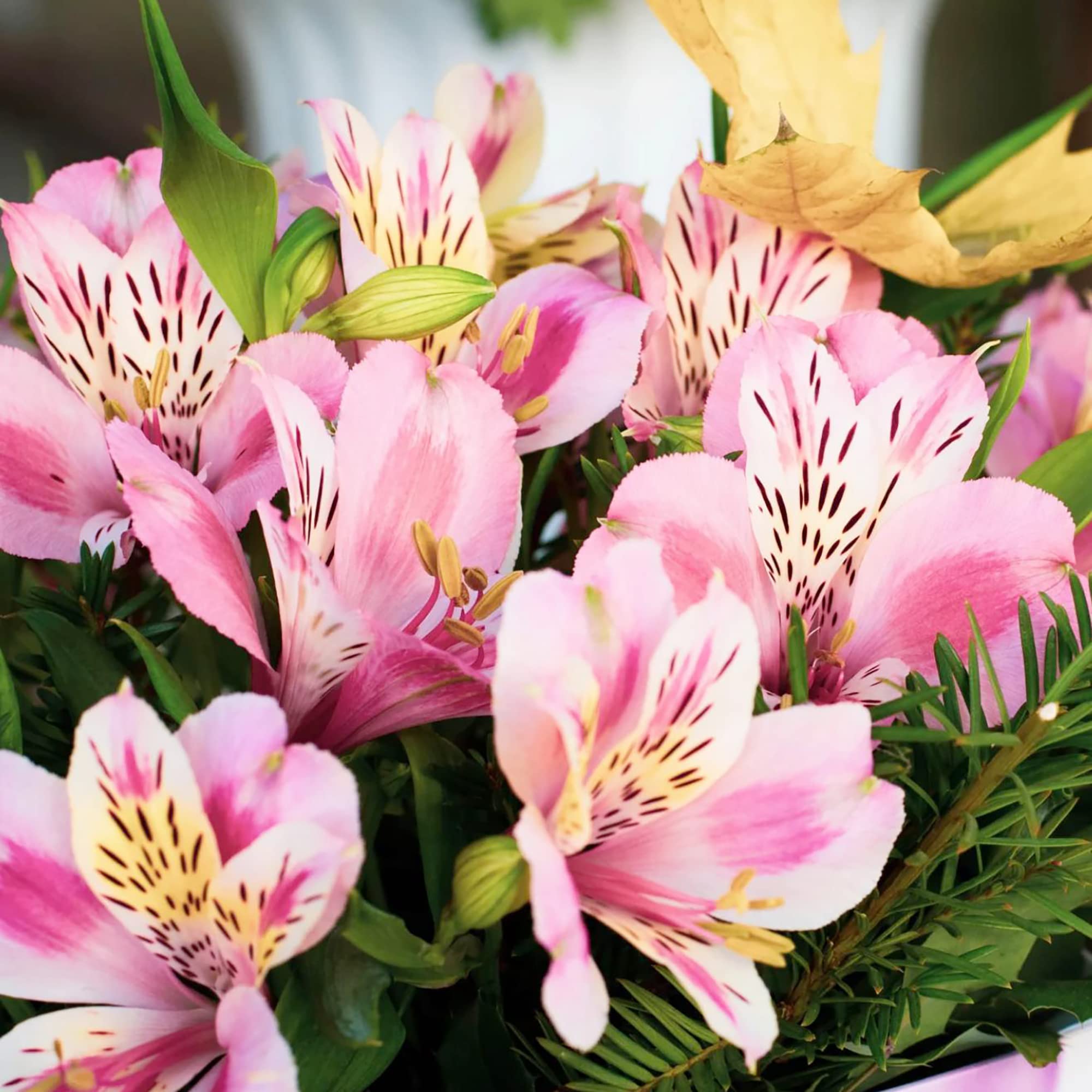 Peruvian Lily Seeds – Bright Cut Flower Variety – Dharaseeds