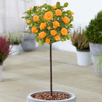 Rosa Seeds – Rose Tree Variety for Backyard & Decorative Beds – Dharaseeds