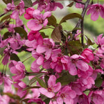 Malus Prairiefire Tree Seeds – Colorful Tree for Backyard Gardens ...