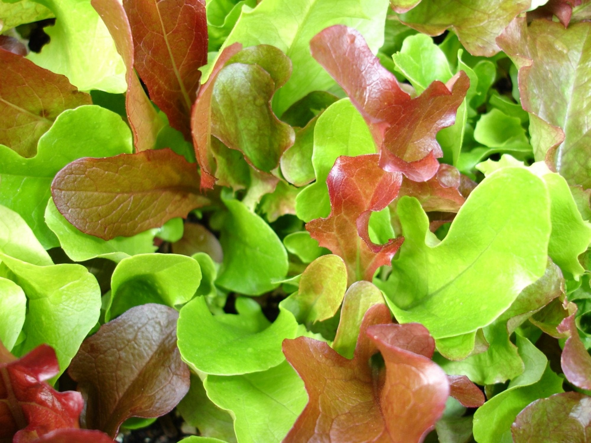 Mesclun Lettuce Mix – Fresh Vegetable Heirloom Blend – Dharaseeds