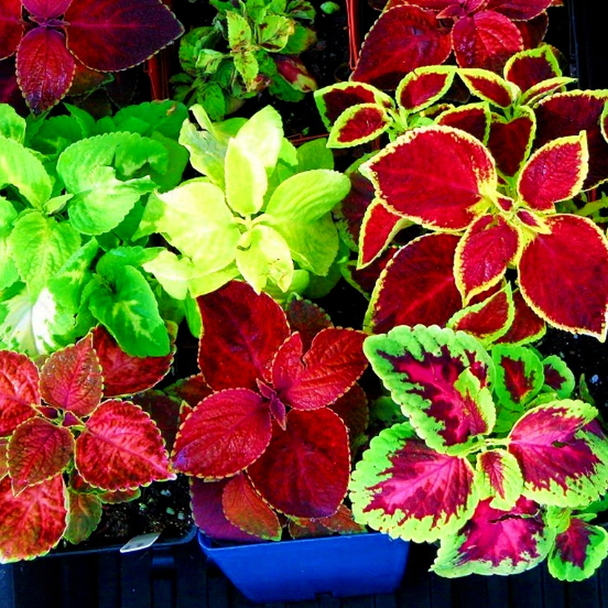 Hellgelb Rainbow Mix Coleus Seeds – Colorful Garden Foliage – Dharaseeds