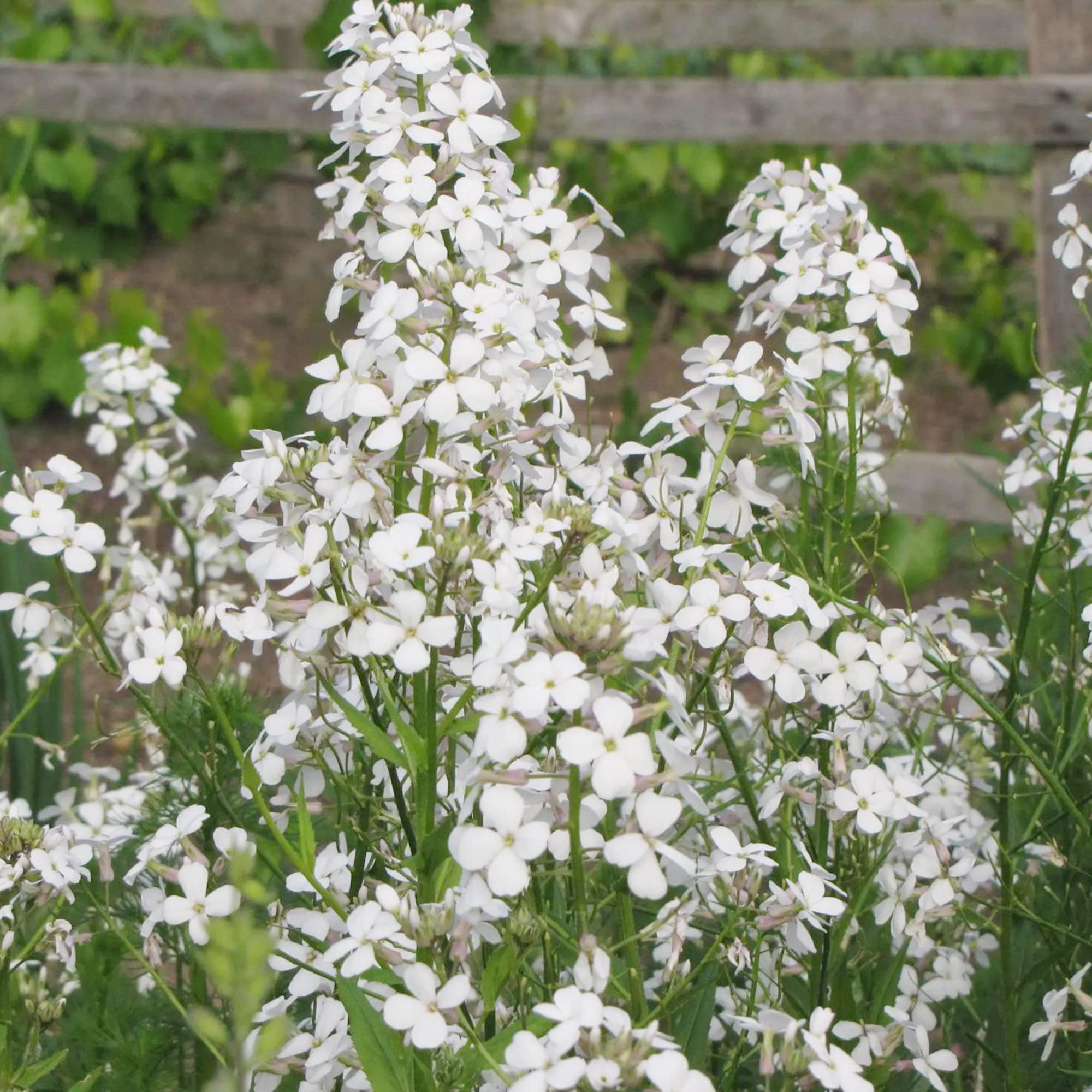 Hesperis Matronalis Seeds – Fragrant Flowers for Flower Beds – Dharaseeds