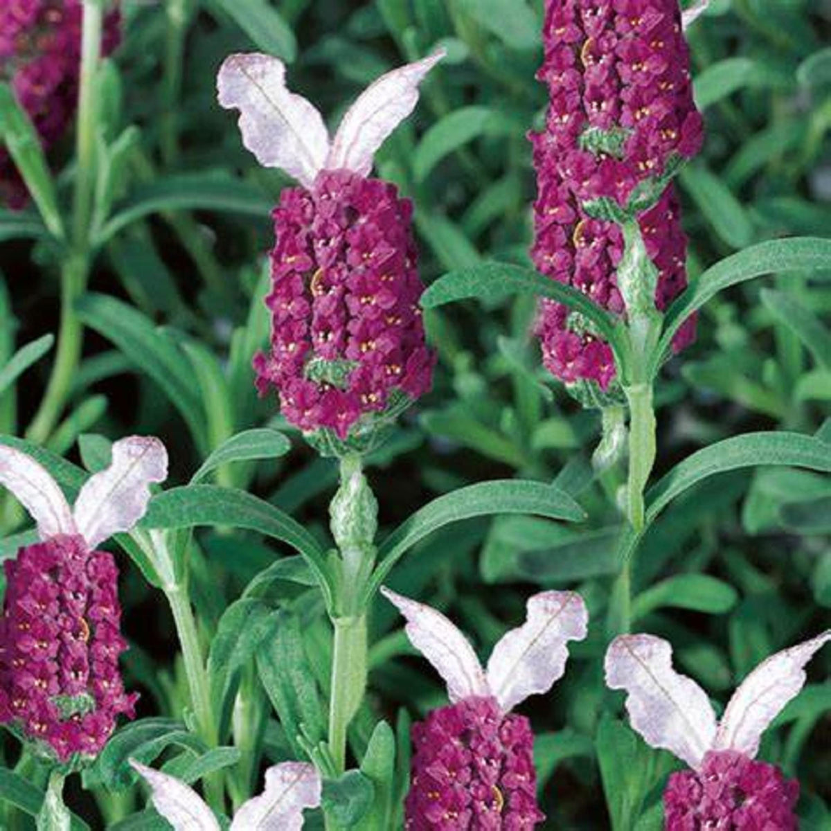USA Heirloom Organic Red Lavender Seeds pcs – Dharaseeds
