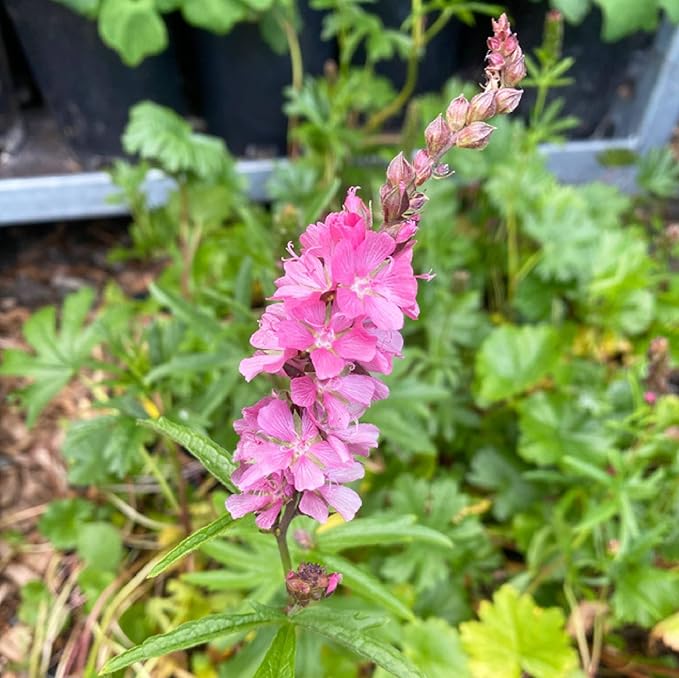 Pink Checkerbloom Flower Seeds for Colorful Gardens - 100 pcs - Dharaseeds