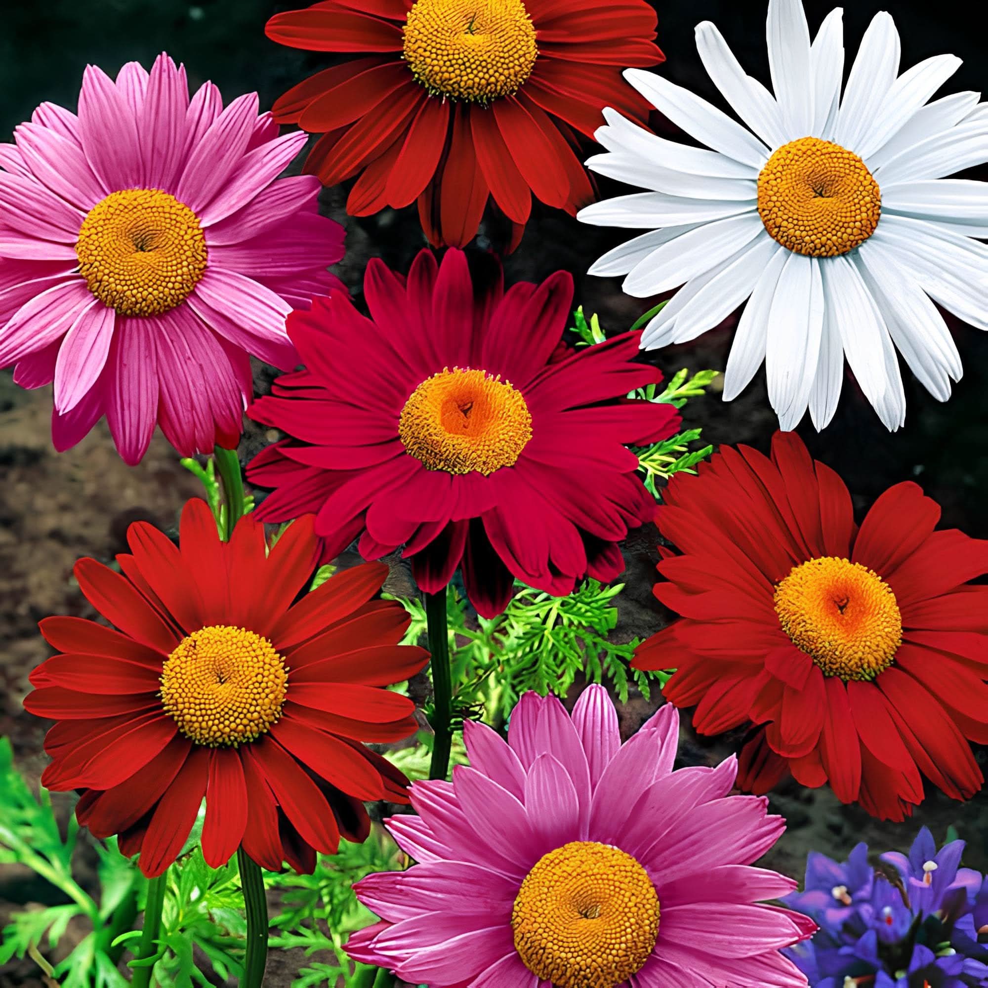Chrysanthemum Seeds - Pyrethrum (Chrysanthemum cinerariifolium ...