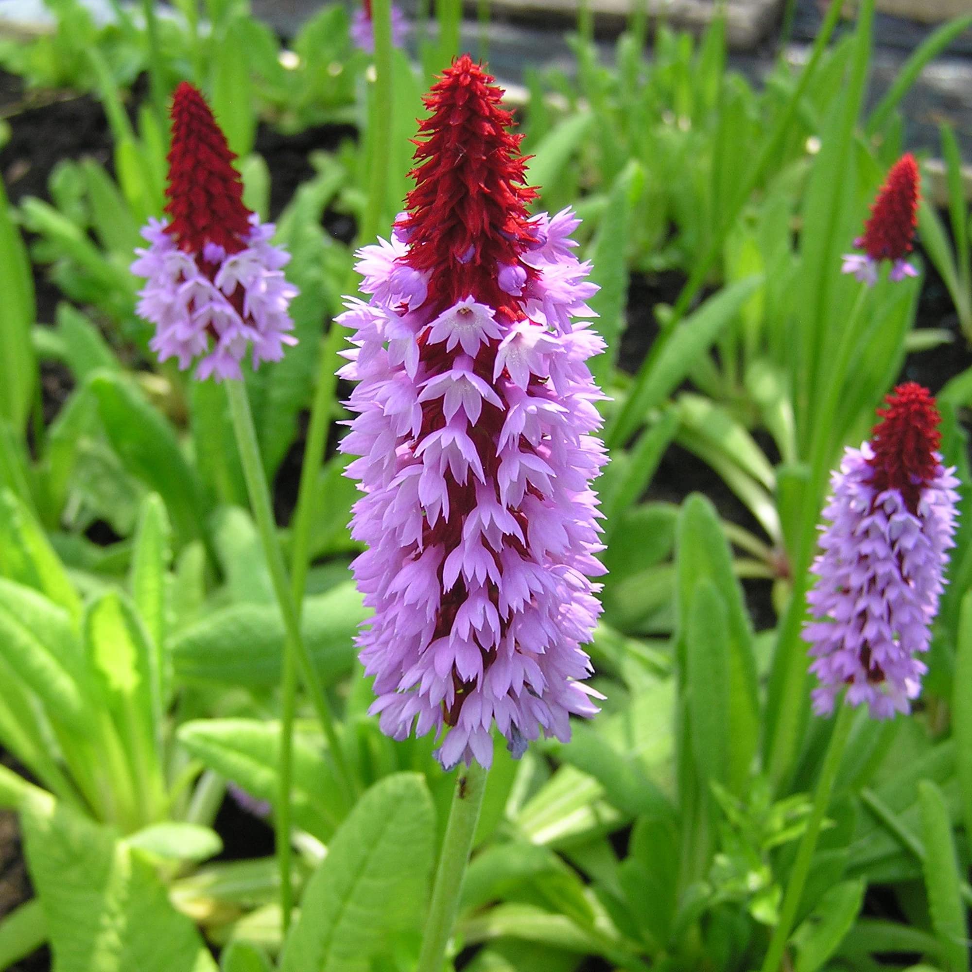 Orchid Primrose Flower Seeds for Flower Bed – Dharaseeds
