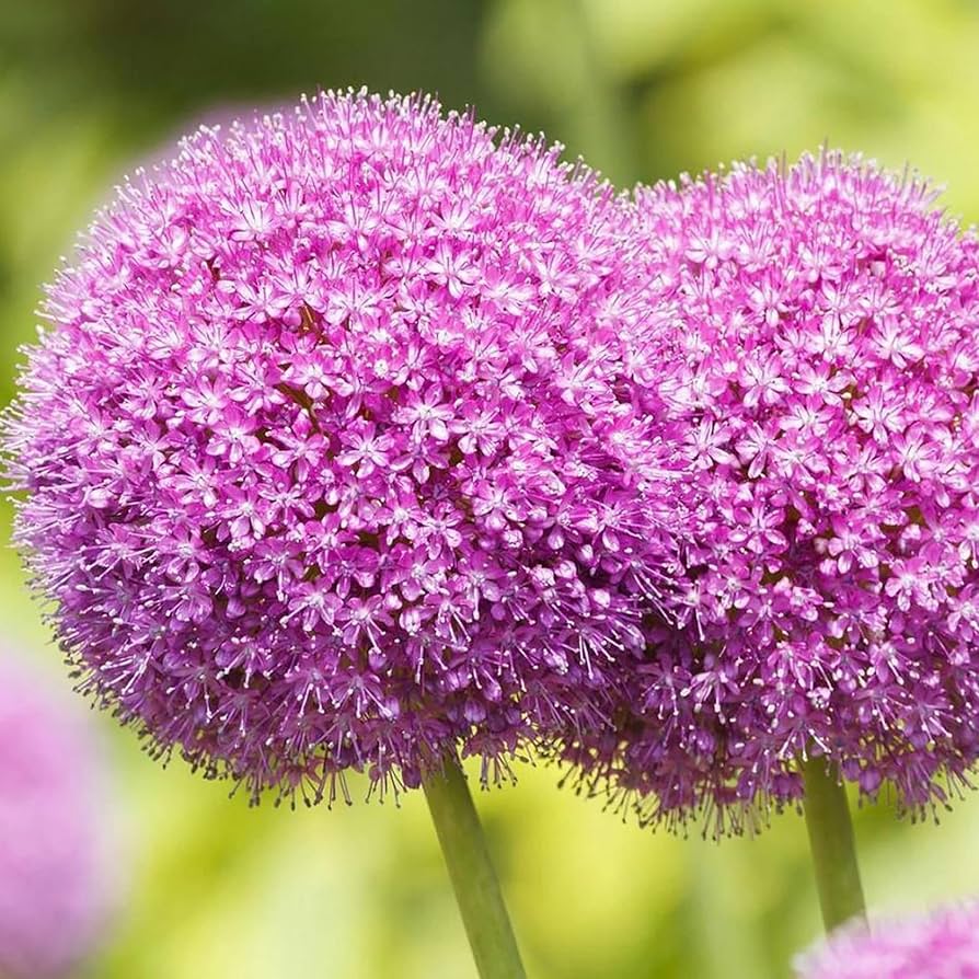 Giant Allium Bulb Seeds – Rare Round Garden Flowers – Dharaseeds