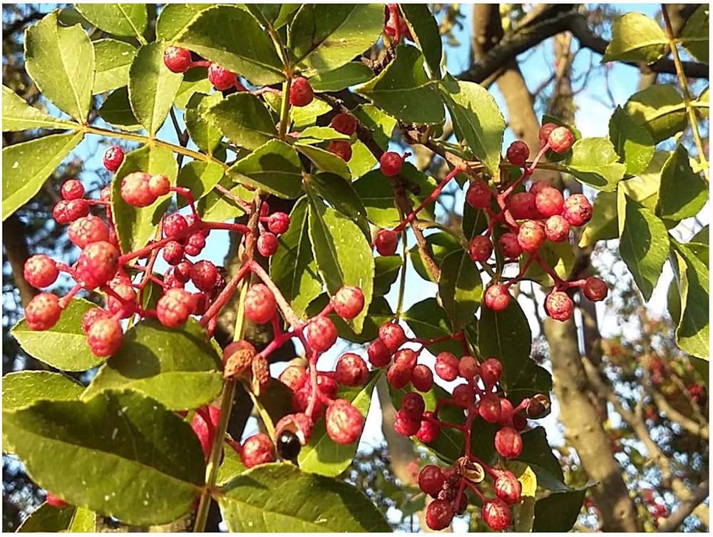 Chinese Pepper Zanthoxylum Simulans Seeds Flavorful Start – Dharaseeds