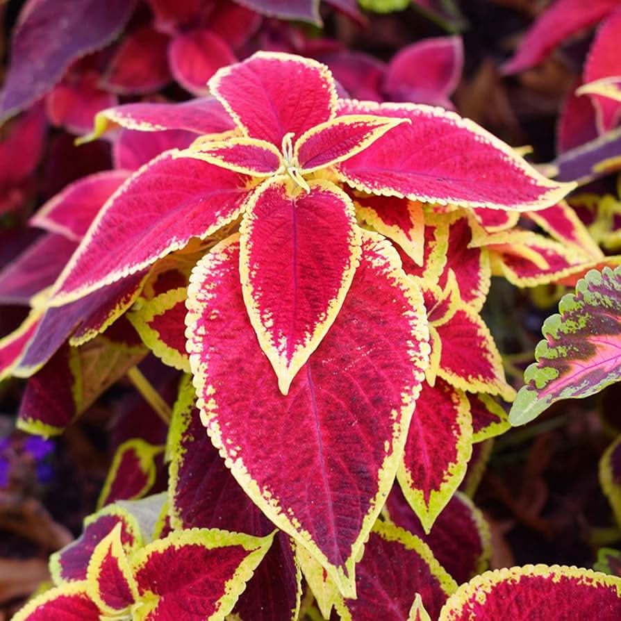 Coleus Seeds - Jazz Rubin Coleus Solenostemon scutellarioides Seeds for ...