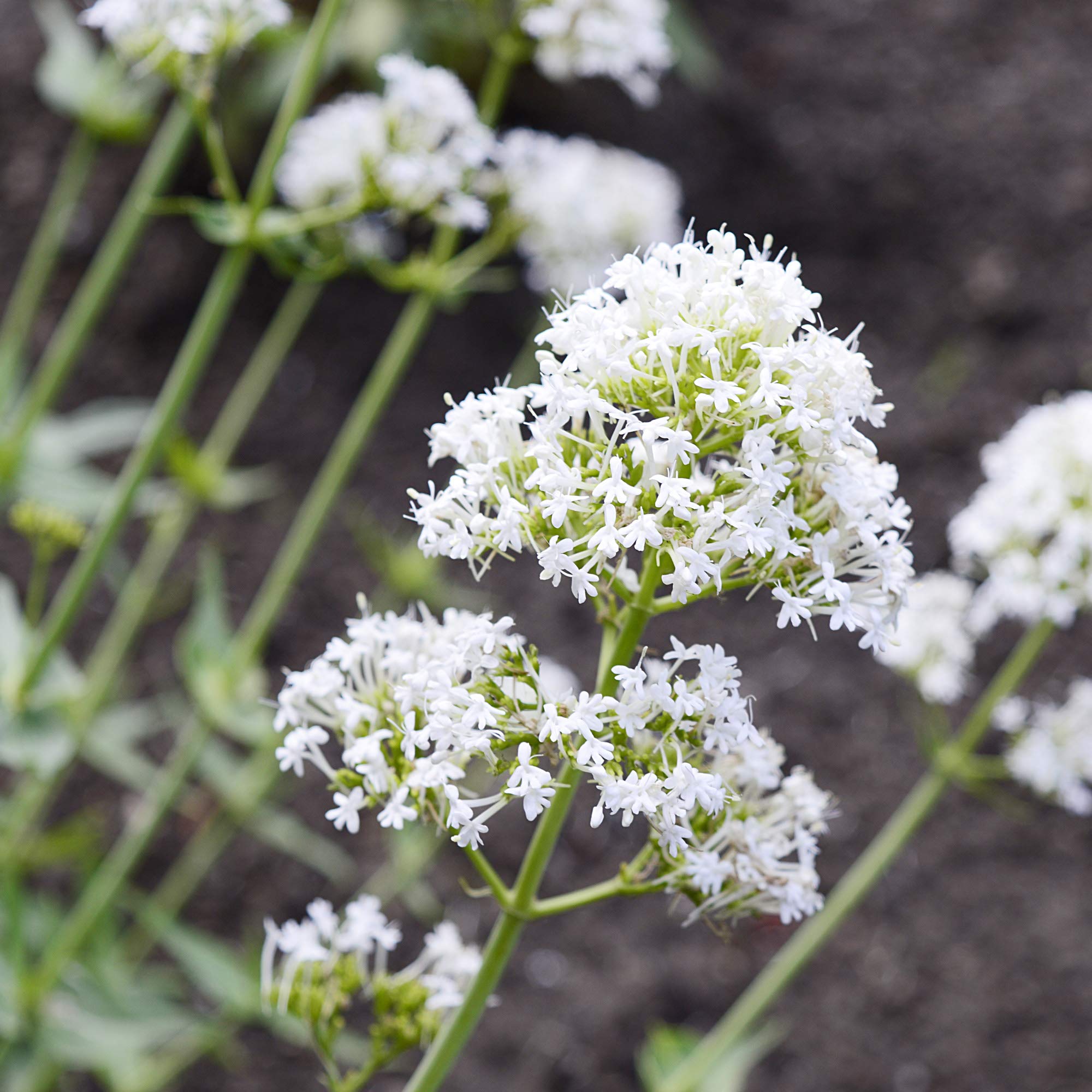 White Jupiter’s Beard Perennial Seeds – Dharaseeds