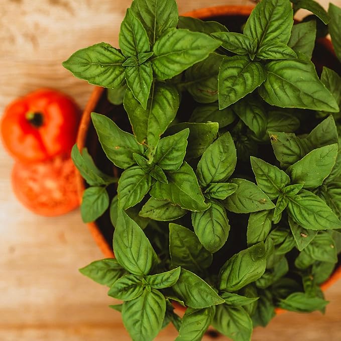 Greek Basil Seeds – Grow Fresh, Aromatic Basil for Cooking – Dharaseeds