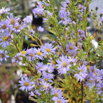 Smooth Blue Aster Seeds for Planting Bulk Wildflower Garden Borders ...