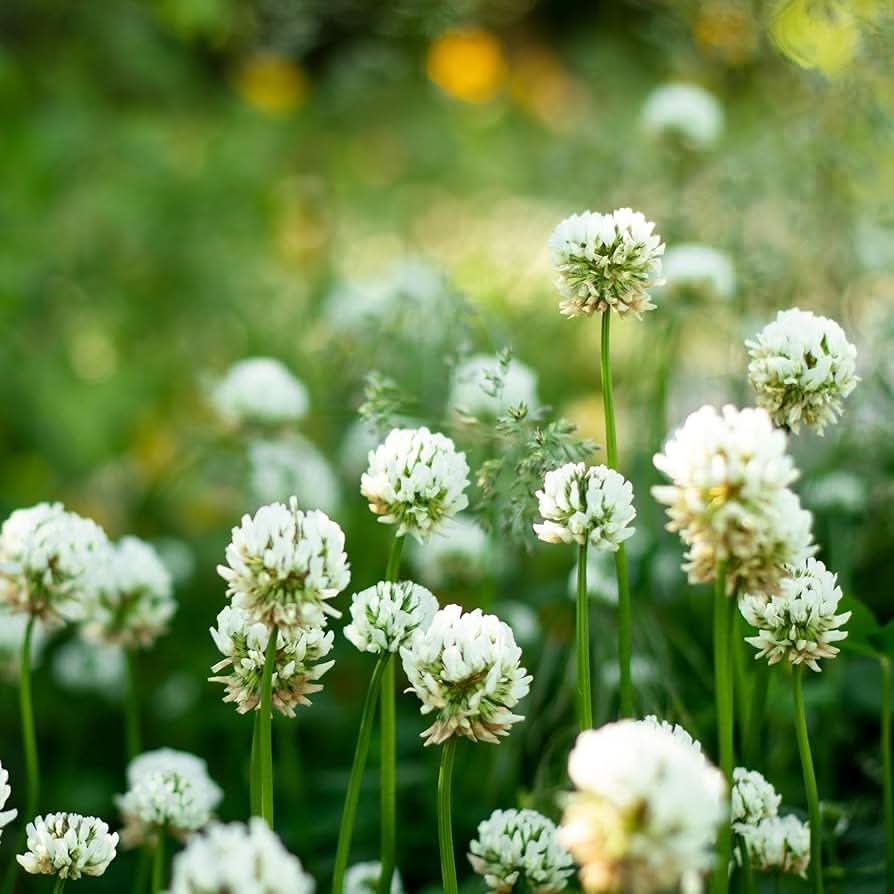 White Clover Legume Ground Cover Plant Seeds - Dharaseeds