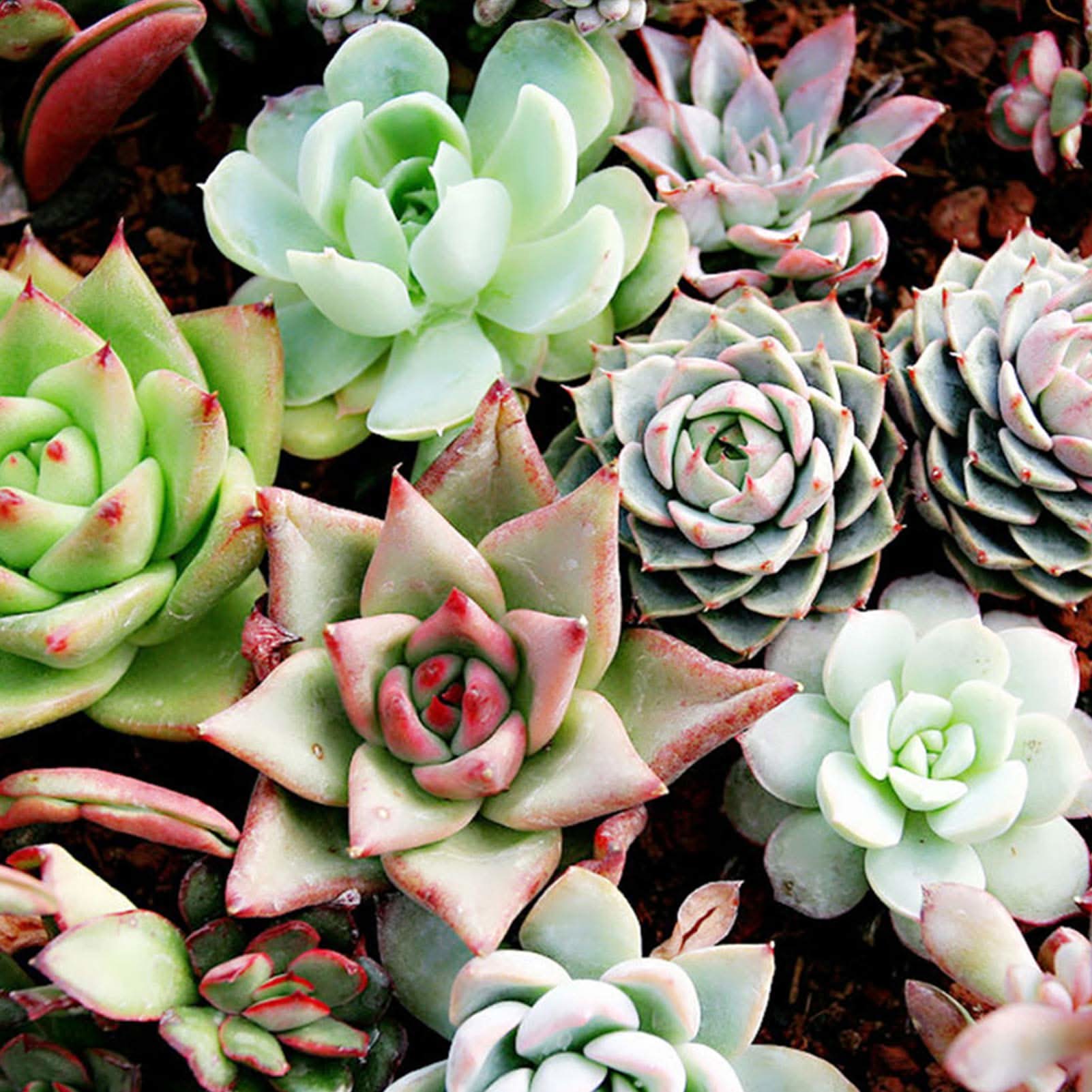 Sedum Seeds - Stonecrop Mini Bonsai Variety for Indoor Pot Planting ...