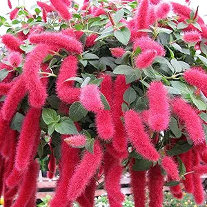 Acalypha Pendula Acalypha pendula Seeds for Planting - Shop Now ...