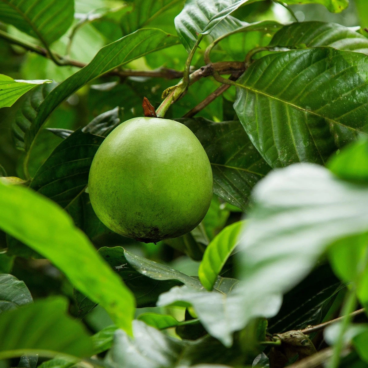 Borojoa Seeds - Patinoi Variety for Exotic Home Gardens – Dharaseeds