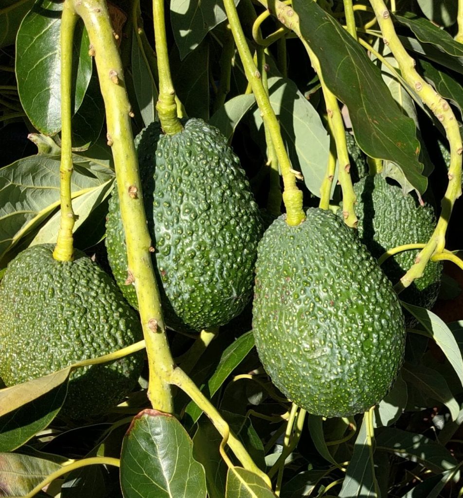 Sirpriz Avocado Seeds – Grow Avocados in Cooler Climates | Heirloom ...