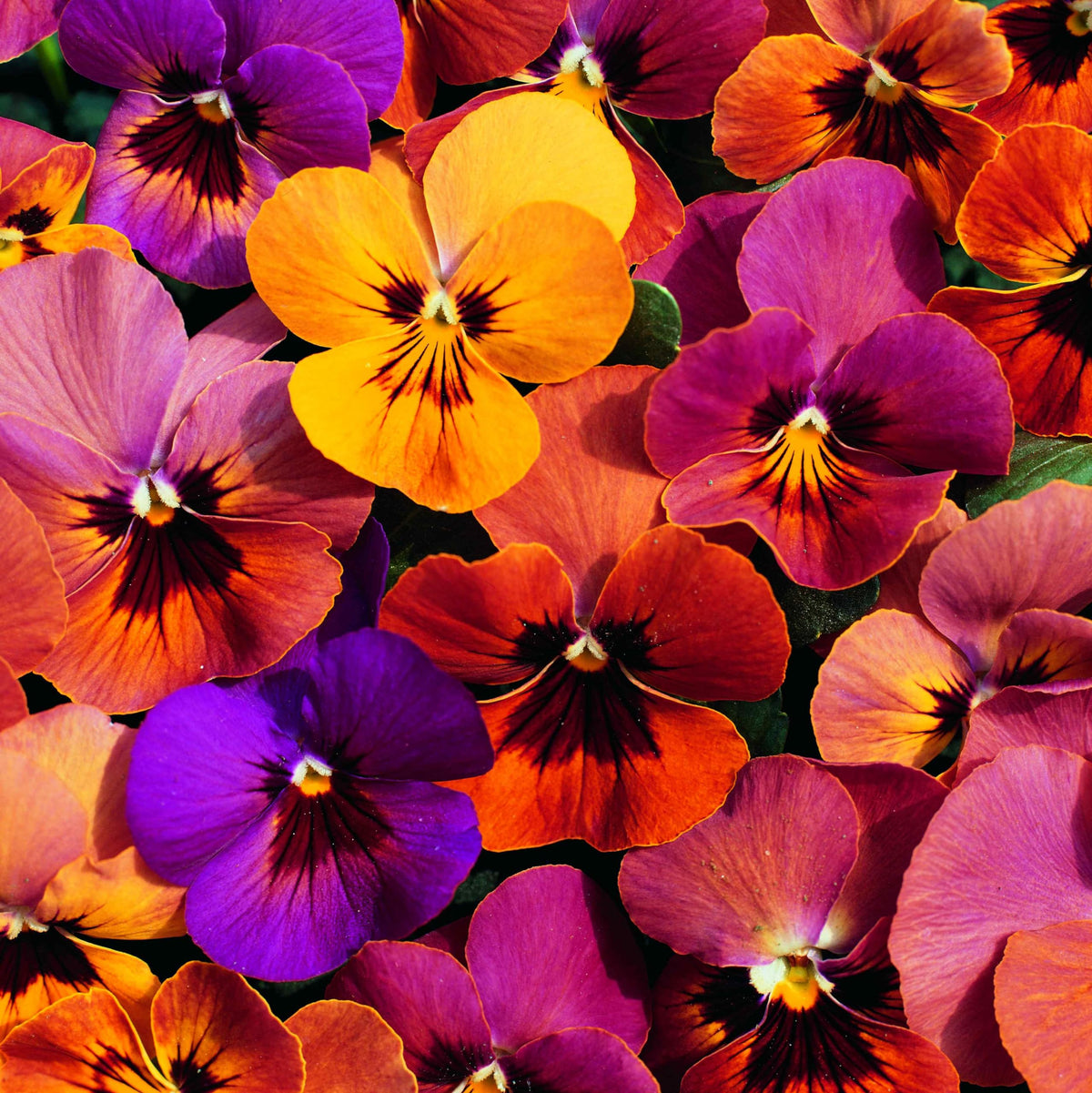 Viola Angel Amber Kiss Seeds – Soft Amber Flowers for Shaded Gardens ...